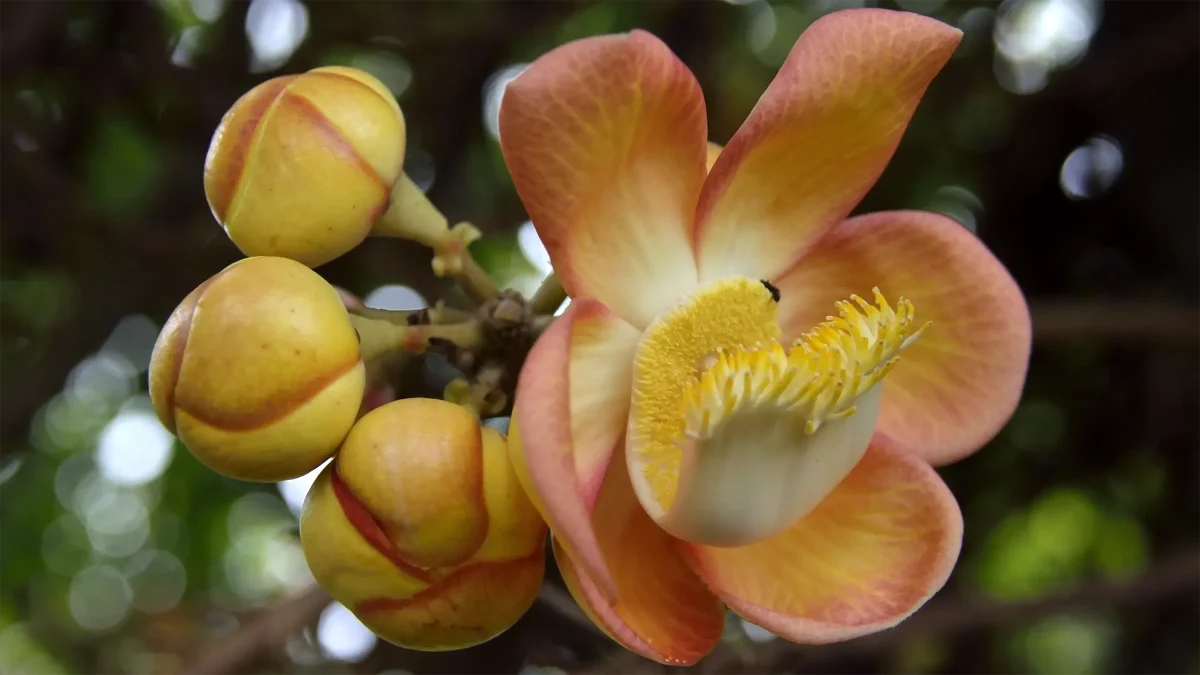 Jardín Botánico Lancetilla – RedHonduras.com - El referente de Honduras